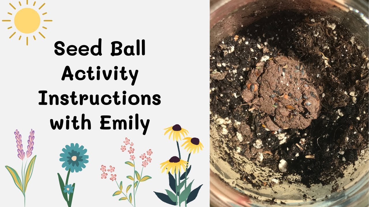 Seed Ball Activity Demonstration - YouTube