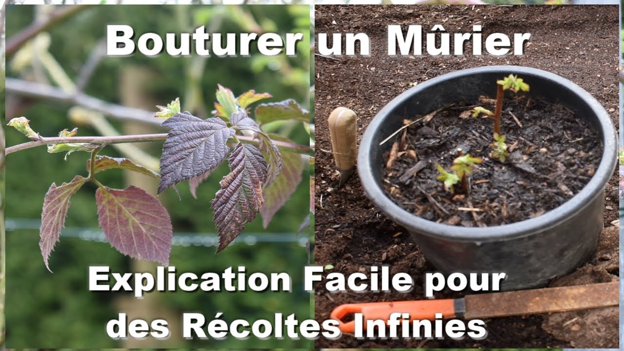 Bouturer un Mûrier : L'Explication Facile pour des Récoltes Infinies ...
