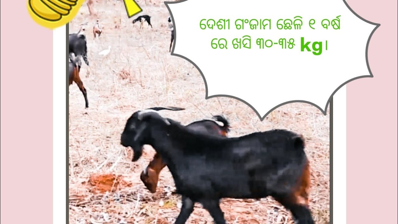 41- GANJAM BREED ଦେଶୀ ଛେଳି ଓଡ଼ିଶା ଲୋକାଲ ବ୍ରିଡ ଛେଳି। 7064694545 # ...