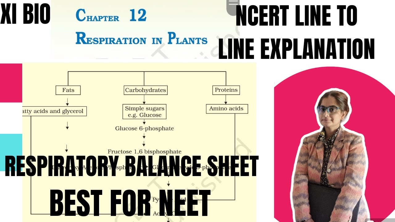 XI bio - Respiratory balance sheet & Amphibolic pathway - YouTube