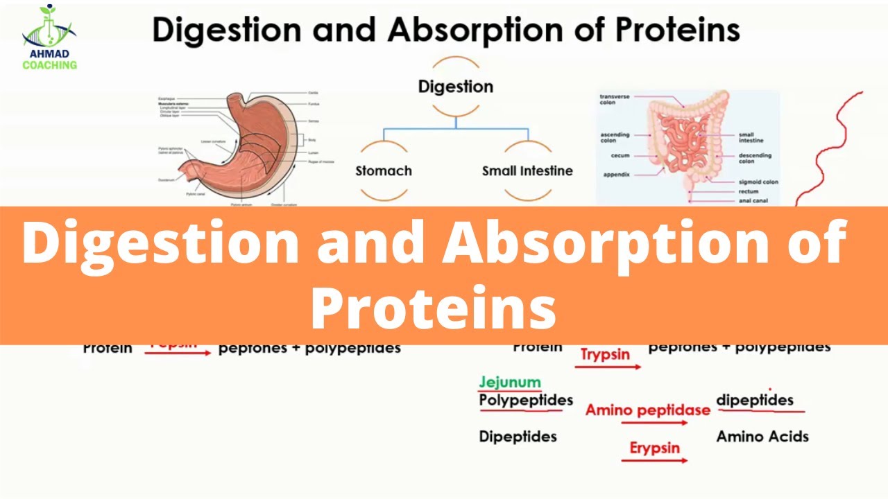 Digestion and Absorption of Proteins - YouTube