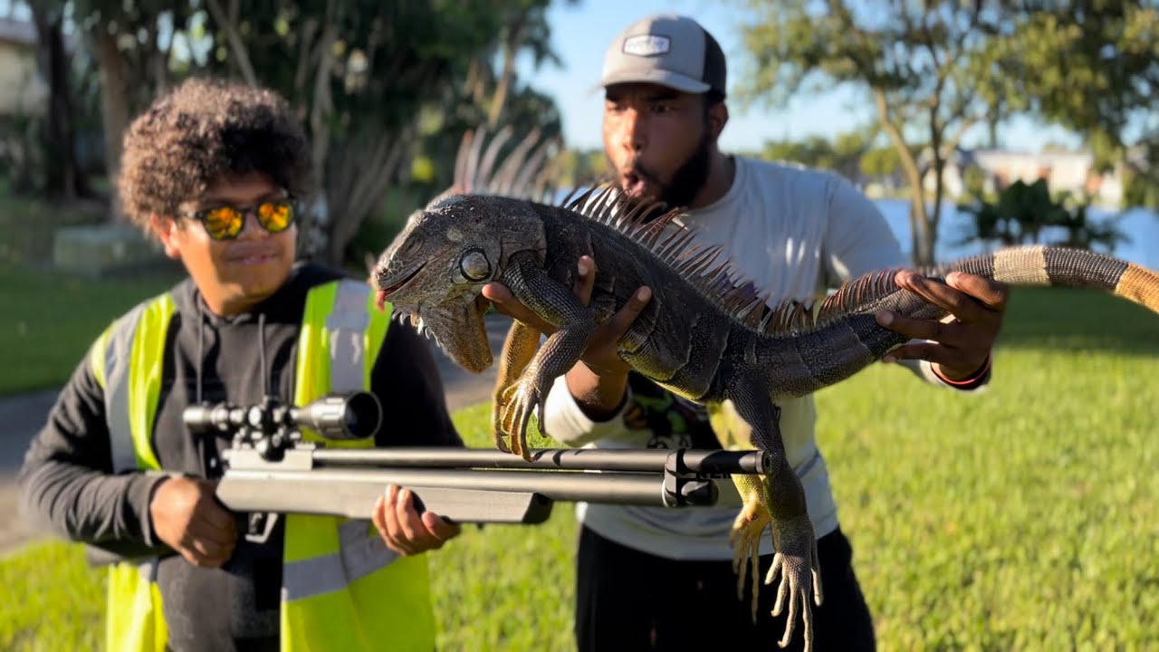 Iguana Dog Helps Put iguanas in the Bag!! Air Rifle iguana shooting ...