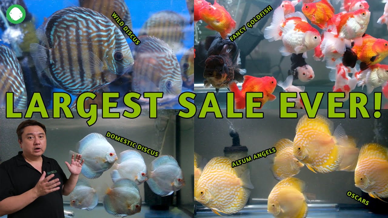Largest Sale Ever! Huge Discounts On Wild & Domestic Discus, Fancy ...