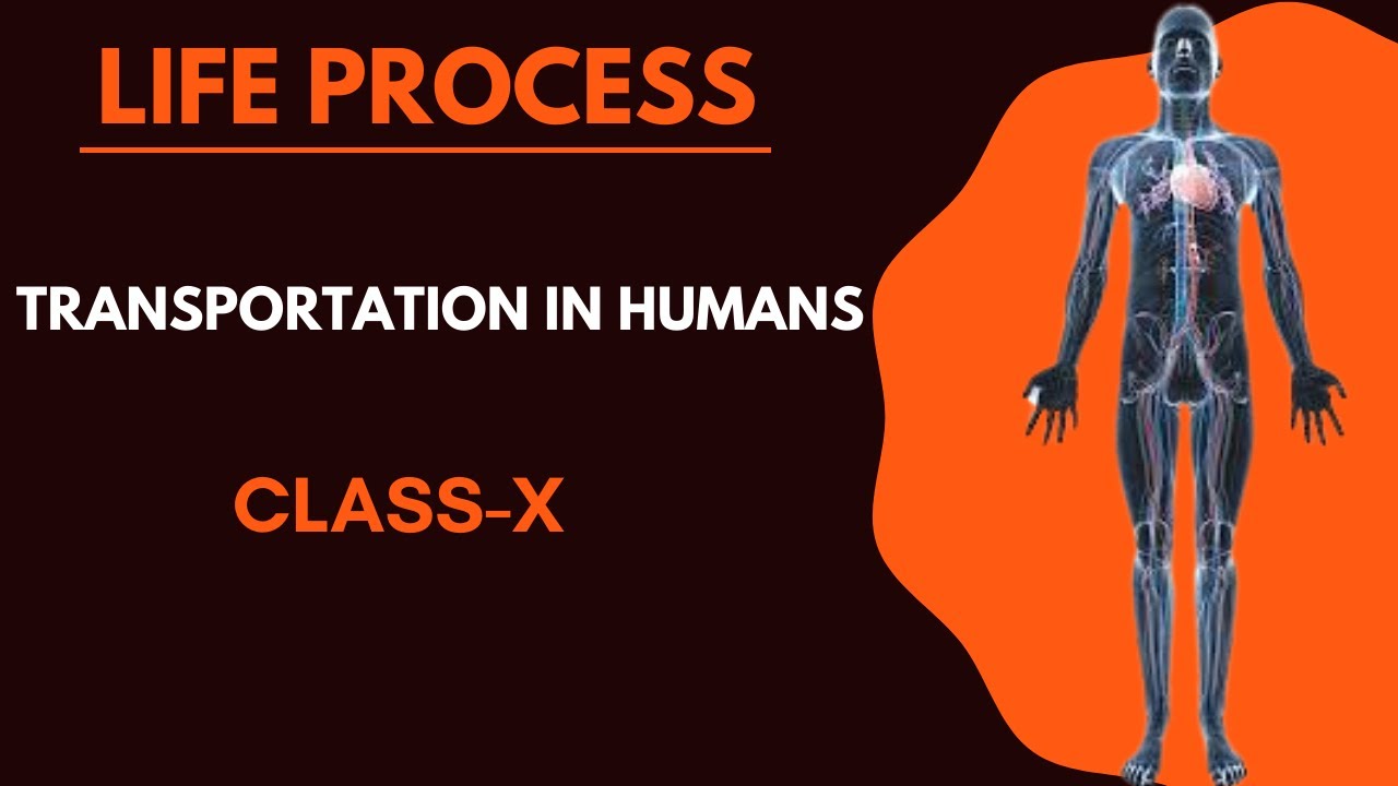Life Process | Transportation in Humans | Class 10 (L-6) | Mamta Sharma ...