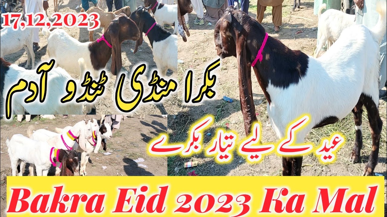 Bakra Mandi Tando Adam Sindh | qurbani Eid 2023 | Ka Kay Khasi Bakray ...