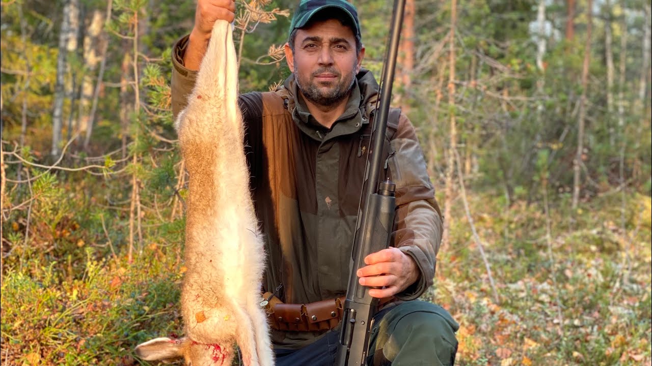Rabbit hunting in the Wild taiga forest-Finlandiya da ormanda Tavşan ...