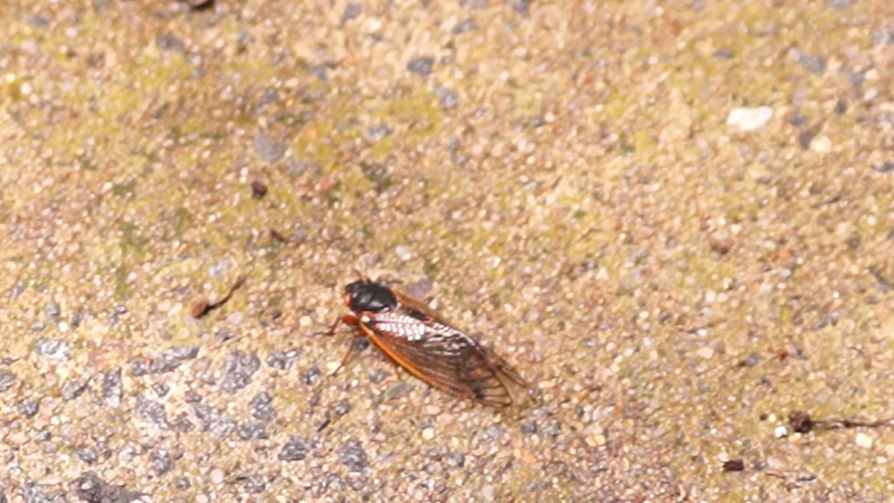 Cicada Attack 2017! - YouTube