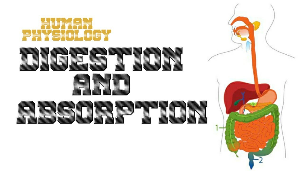 Human Physiology | Digestion and Absorption | Lecture-5 | NEET & RBSE ...