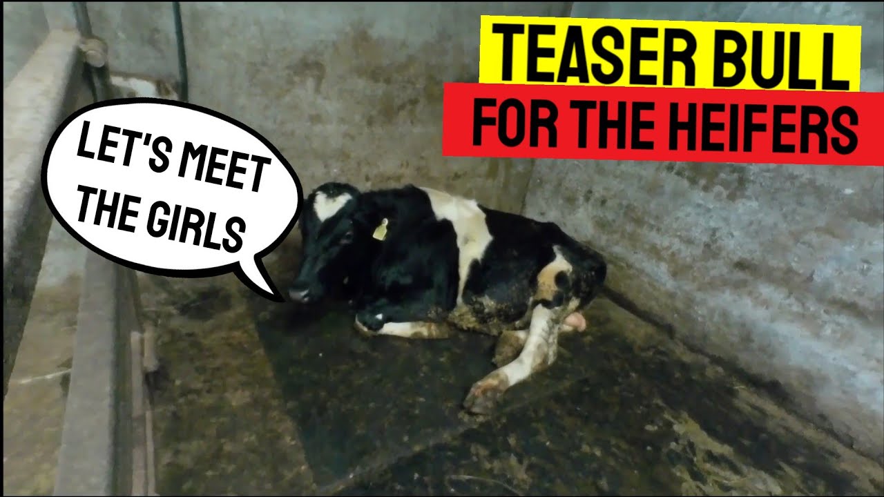 WE PURCHASED A TEASER BULL | HELPING US SPOT HEIFERS COMING INTO HEAT ...