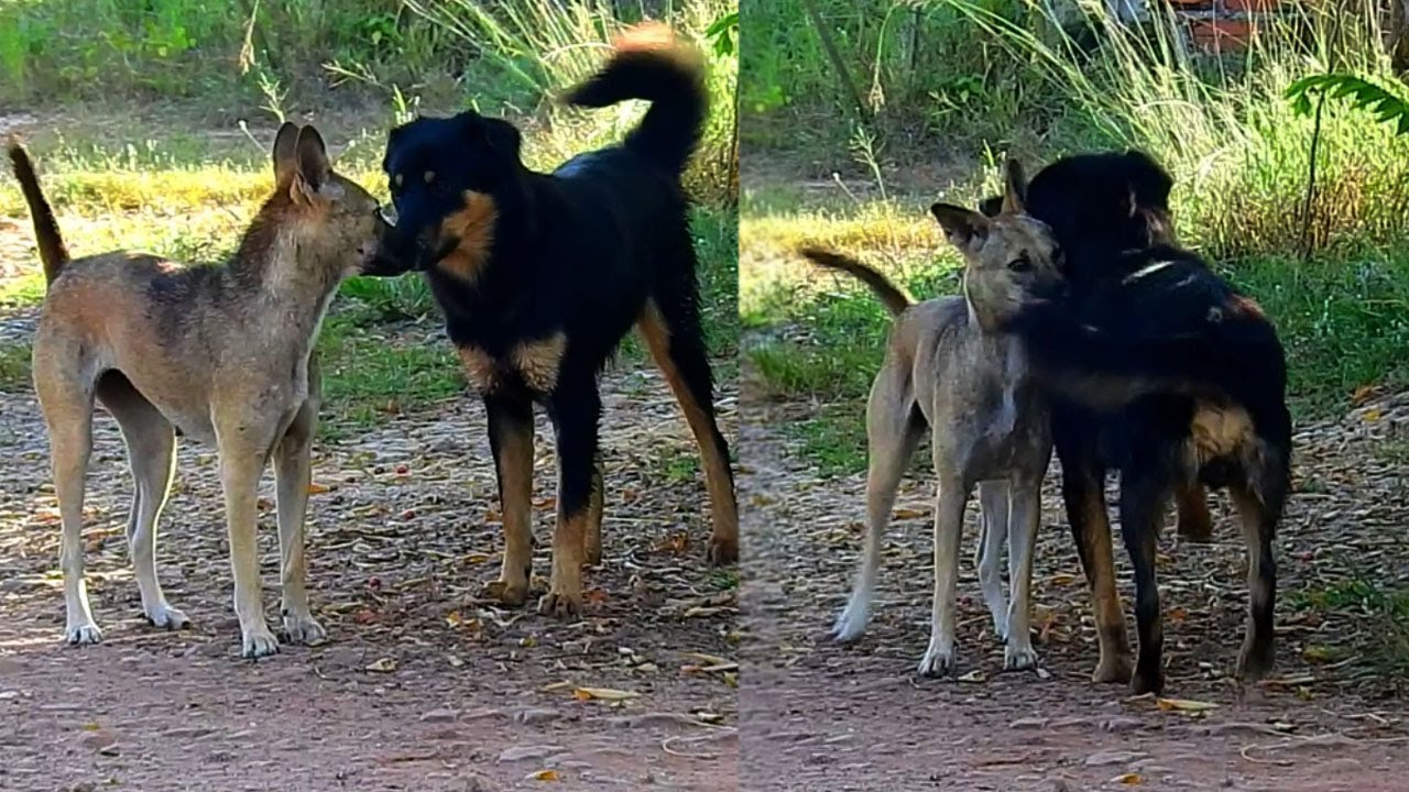 Happy smart life cute belove lili cute young mom try to kiss ker ker ...