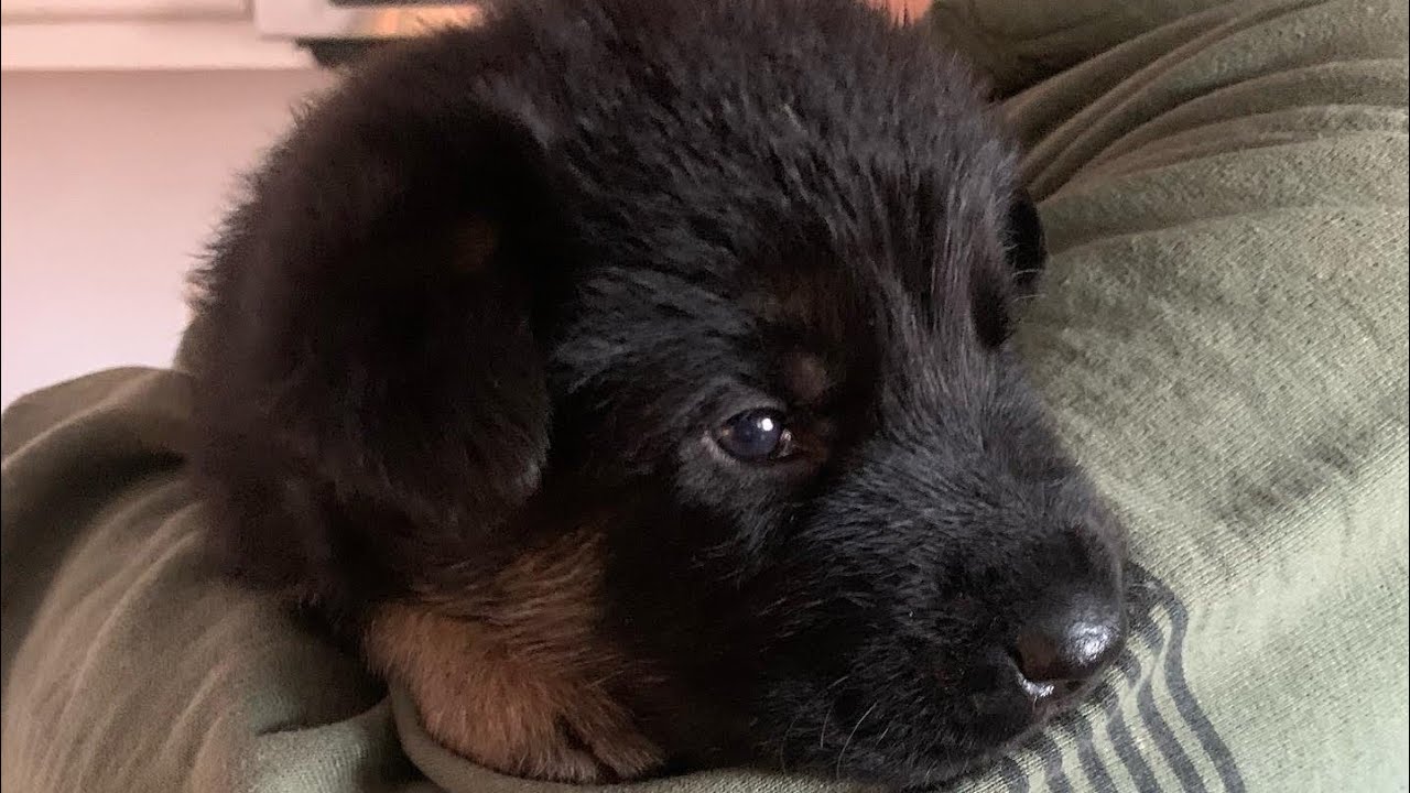 German Shepherd- Watch Bruce Grow!!! - YouTube