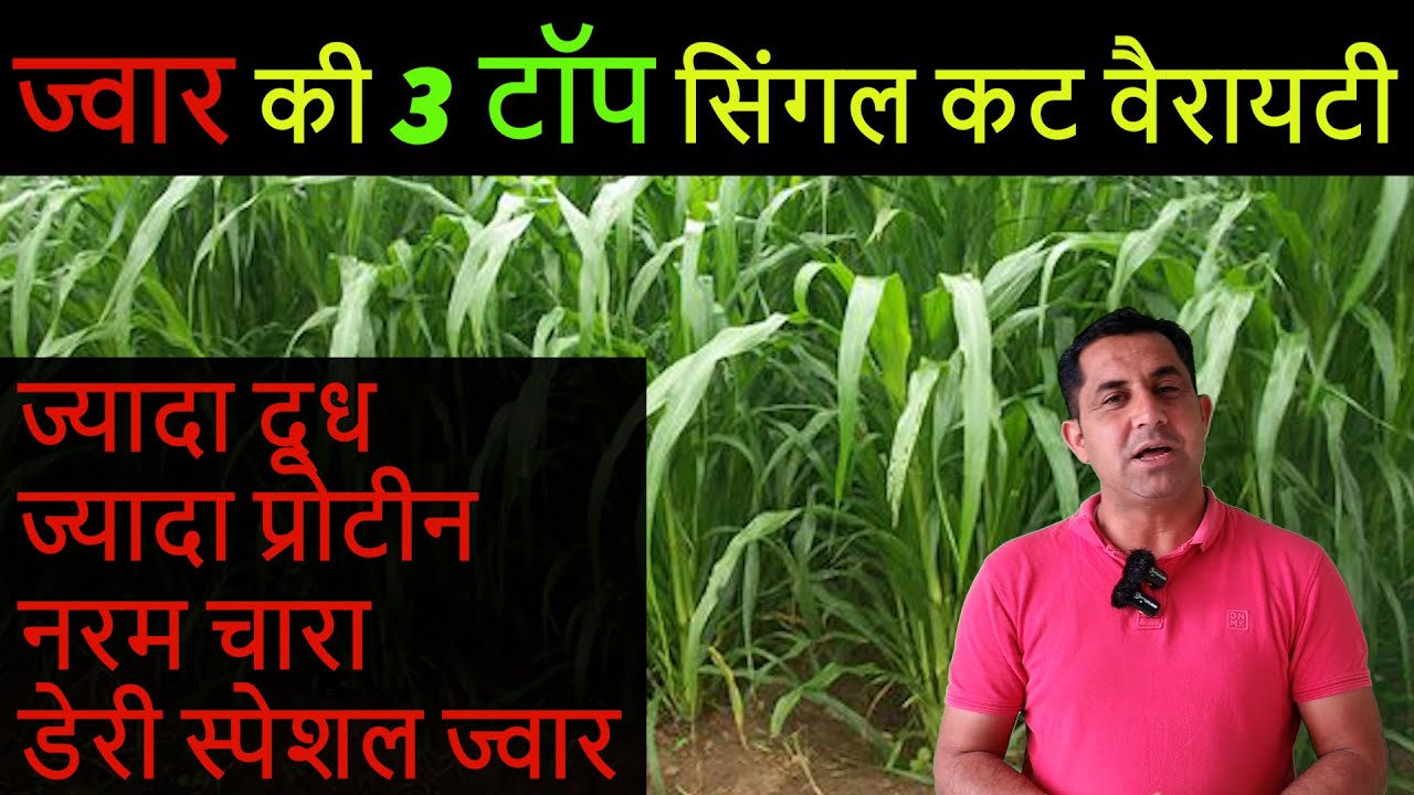 ज्वार की 3 टॉप सिंगल कट वैरायटी | Top Single Cut Jwar variety ...