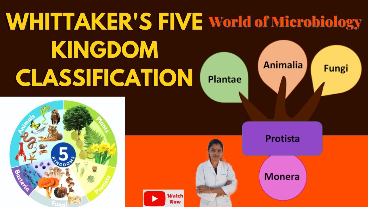 Whittaker's Five Kingdom Classification (Tamil) || Plantae, Fungi ...