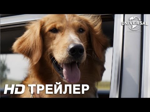 СОБАЧЬЯ ЖИЗНЬ