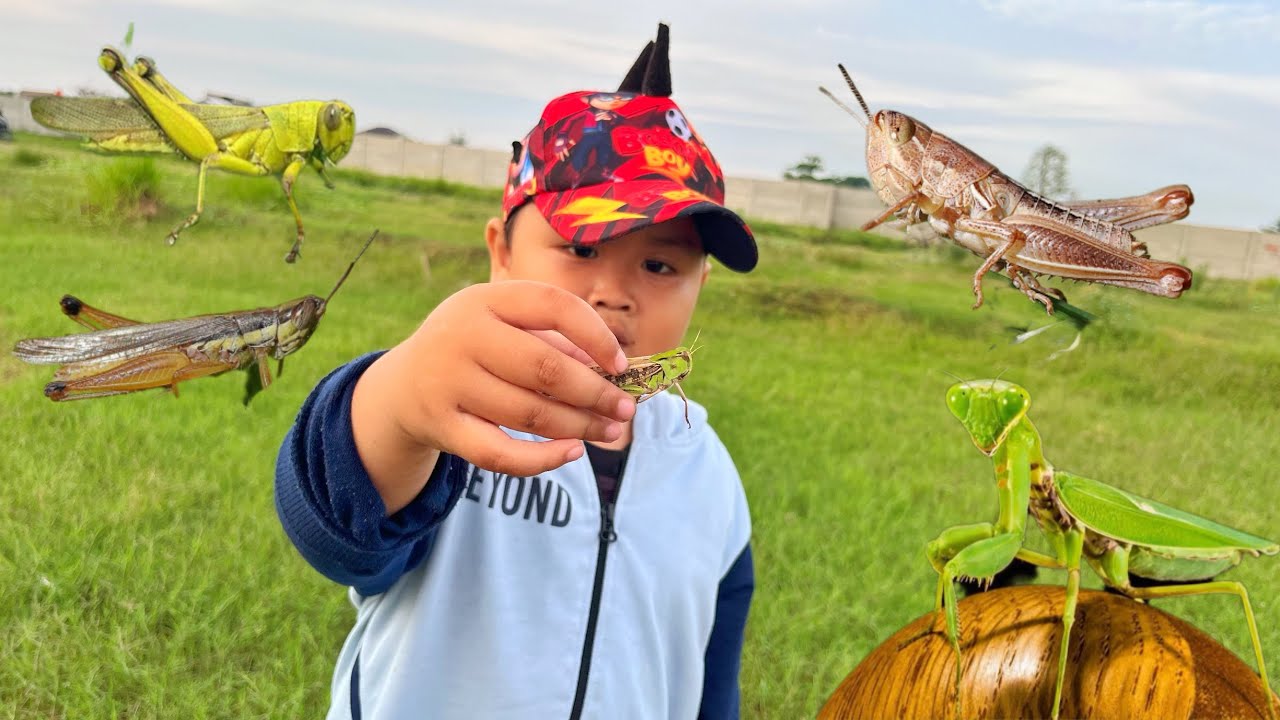 Hunting Belalang Cangcorang Belalang Daun dan Belalang Hijau - YouTube
