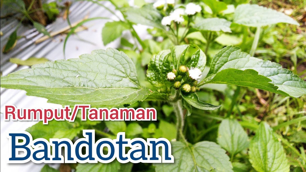 Tanaman Bandotan /Rumput Bandotan (Ageratum conyzoides) - YouTube