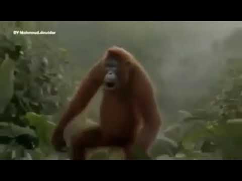 Arapça Şarkı eşliyinde dans eden goril #1