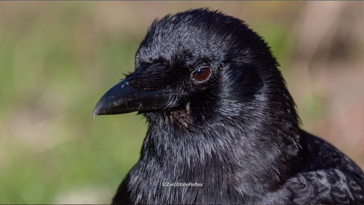 Crow Detail is Beautiful Detail - YouTube