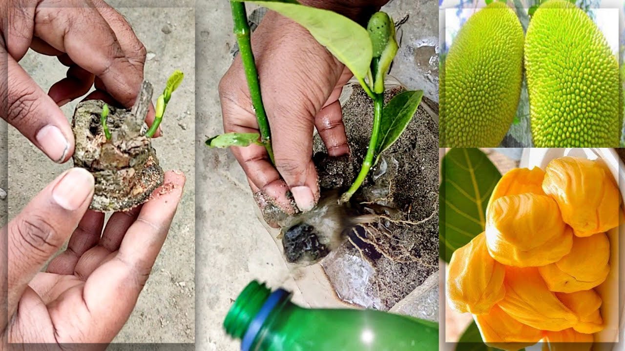 Jackfruit tree seedlings easy away | wapking of jackfruit tree 100% ...