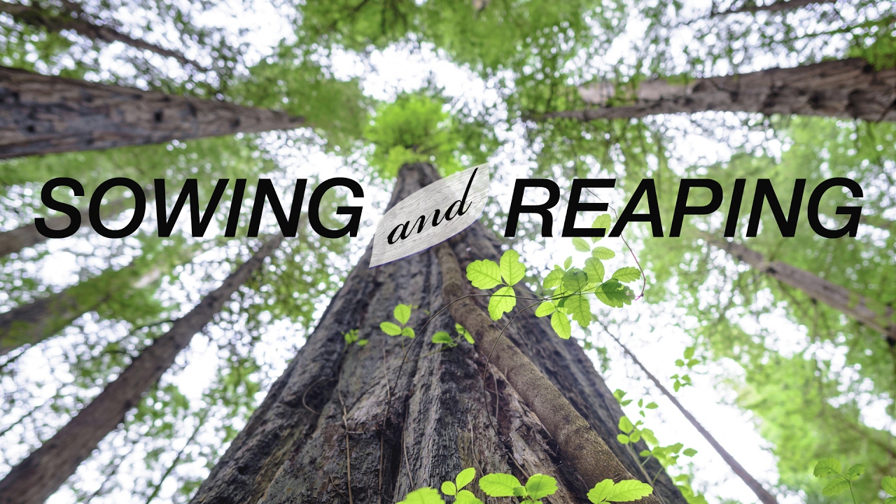 Sowing & Reaping - YouTube