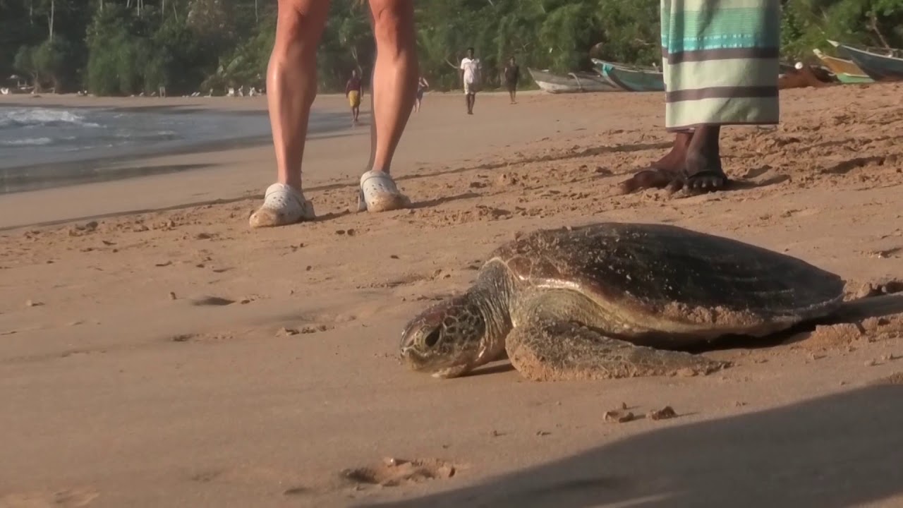 Fishermen's catch a turtle in net and they let her go - Talalla beach ...
