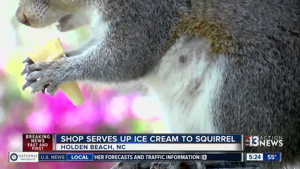 North Carolina squirrel enjoys free ice cream - YouTube