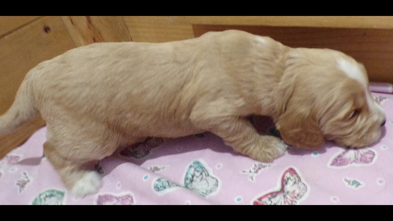 Cocker spaniel/ Pudel, Cockapoo F1, miot D 2 tygodnie - YouTube