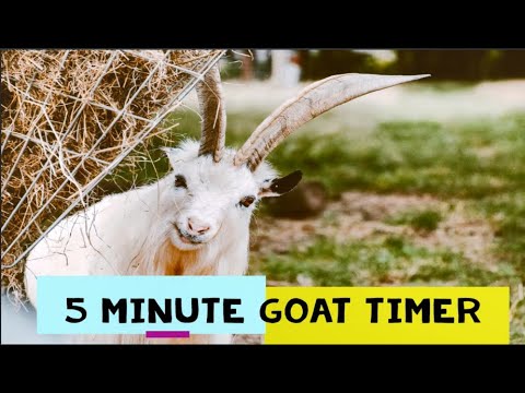 5 Minute Timer with Music: Goat Lovers - YouTube