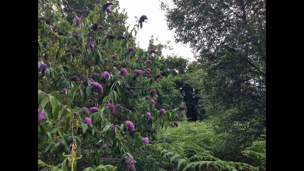 The Buddleia attraction - YouTube