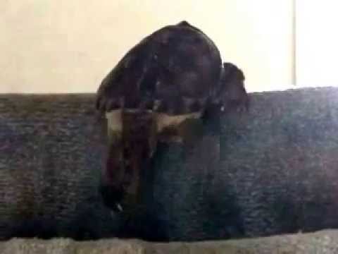 Turtle Does Stairs - YouTube