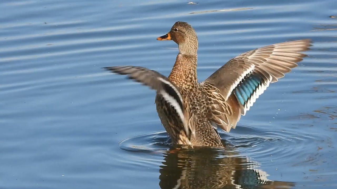 Mallard Behavior : A Female Duck Flapping and Wiggling on the Water ...