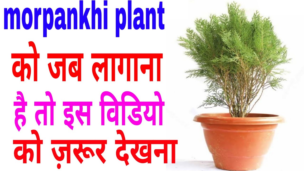 Morpankhi Plant Care Kaise Kare | मोरपंखी प्लांट को ग्रो कैसे करें ...