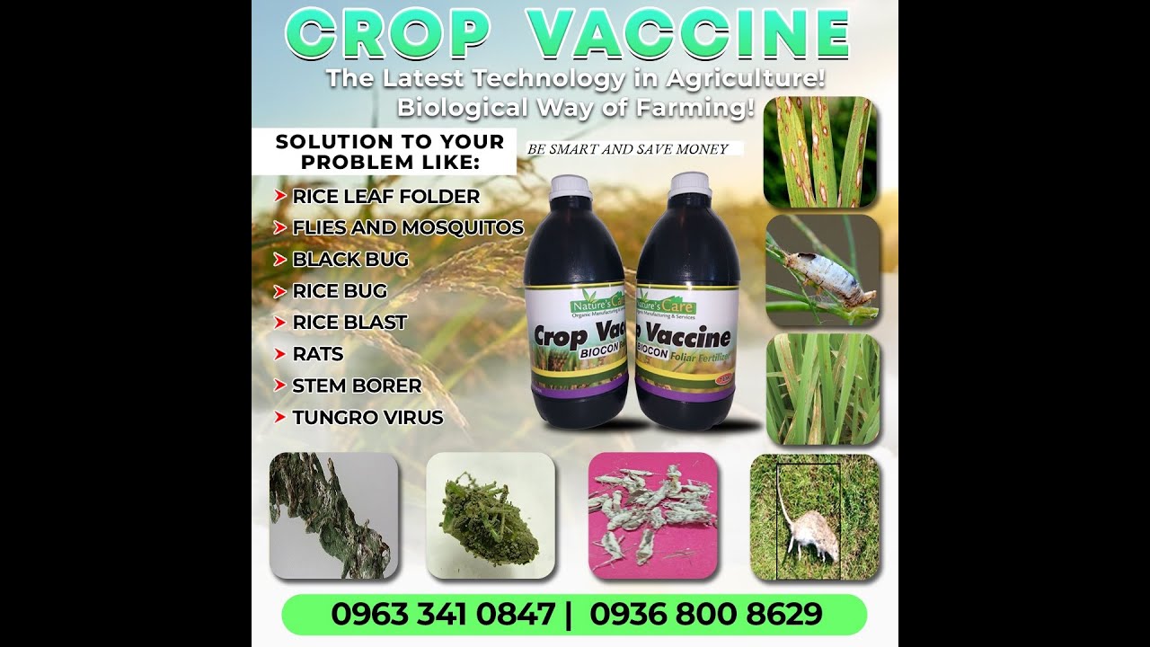 Bansot na palay sa mabuhanging lupa, paano na resolba? #fun #viral # ...