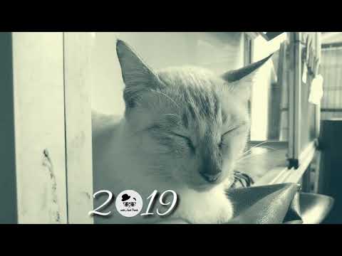 Lagi Tidur Malam Diganggu.  Pindah Tahun Dalam Sekejap (2019-2020)