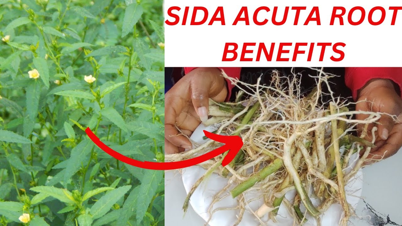 Health Benefits of Sida Acuta Root - YouTube
