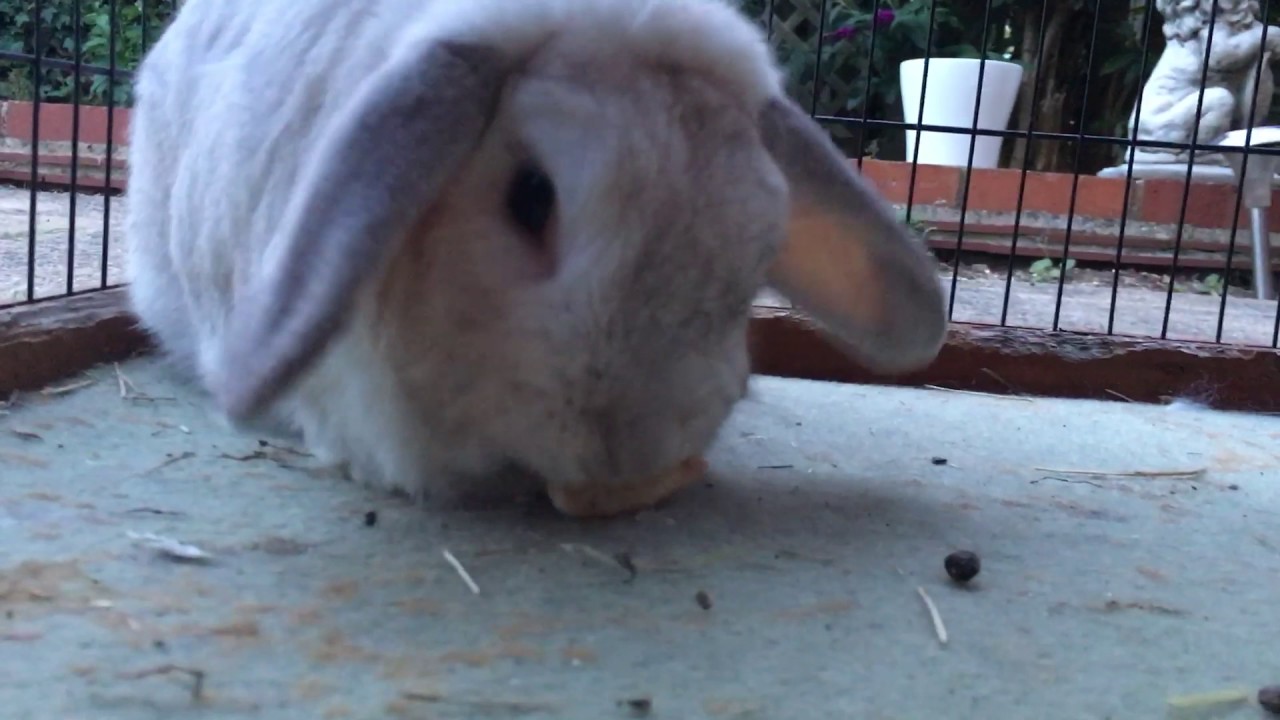 Rabbit Eating Fruit - YouTube
