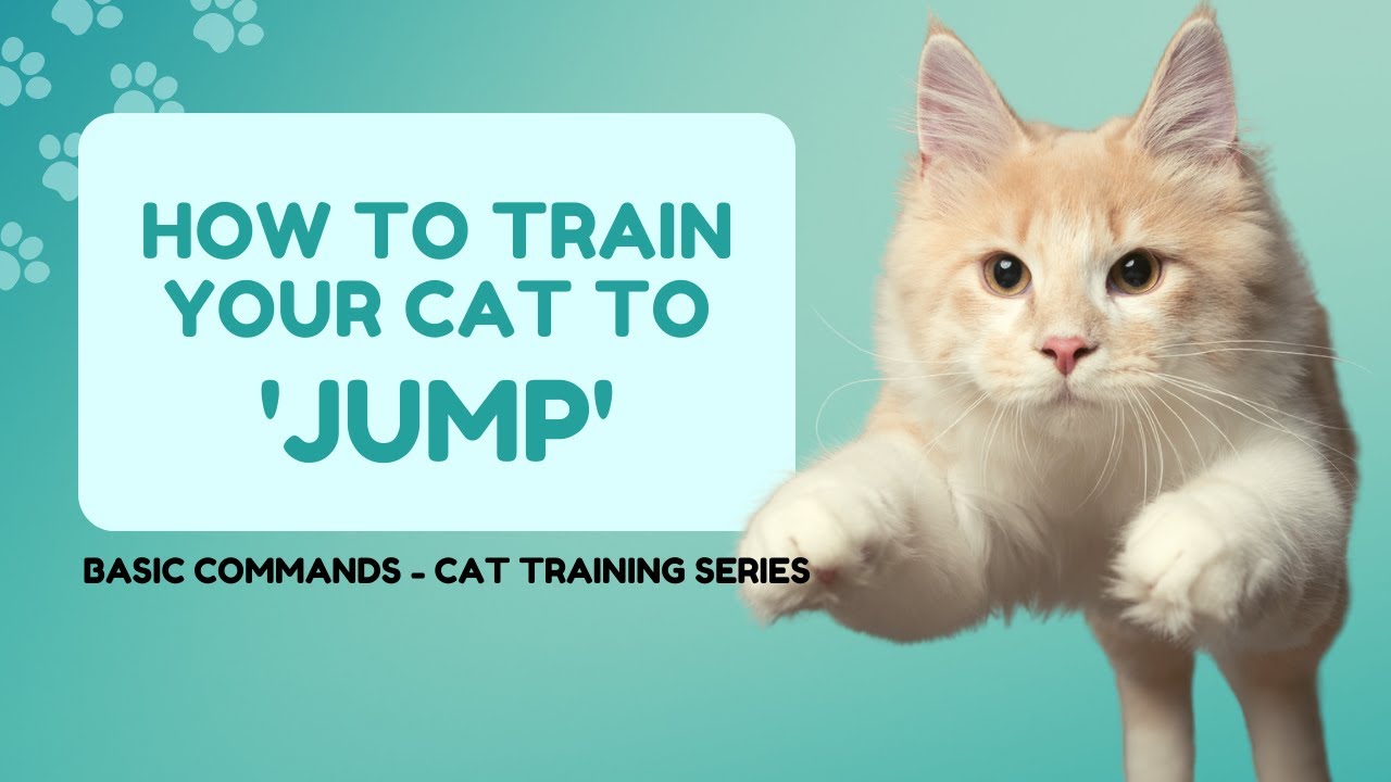Reaching New Heights: Teaching Your Cat to Jump! | Basic Commands #7 ...