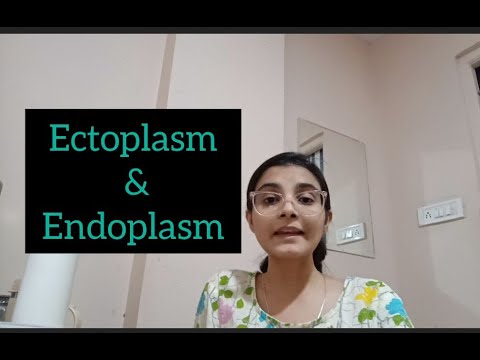 Difference between ECTOPLASM & ENDOPLASM. (their function) - YouTube