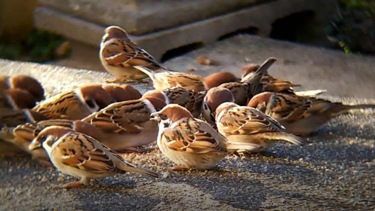 cut sparrow Bird Call other Sparrow for Food in the morning || How to ...