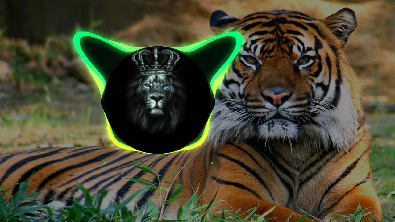 tiktok💔 top viral song 🐅tiger🐯 - YouTube
