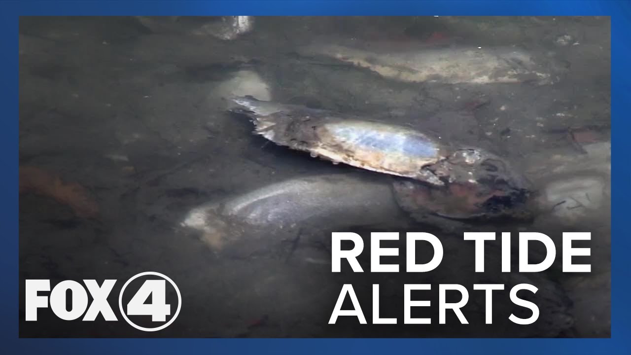 Red Tide Alert Issued for Coastal Collier County - YouTube