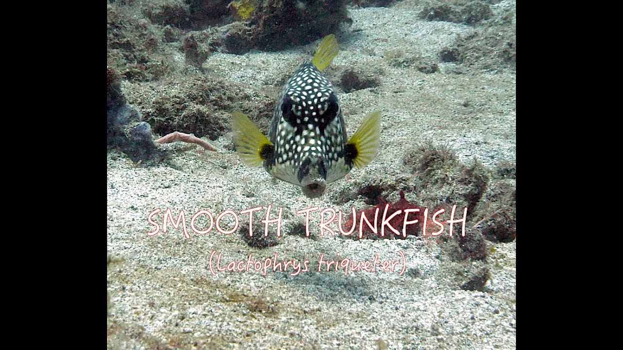 Smooth Trunkfish