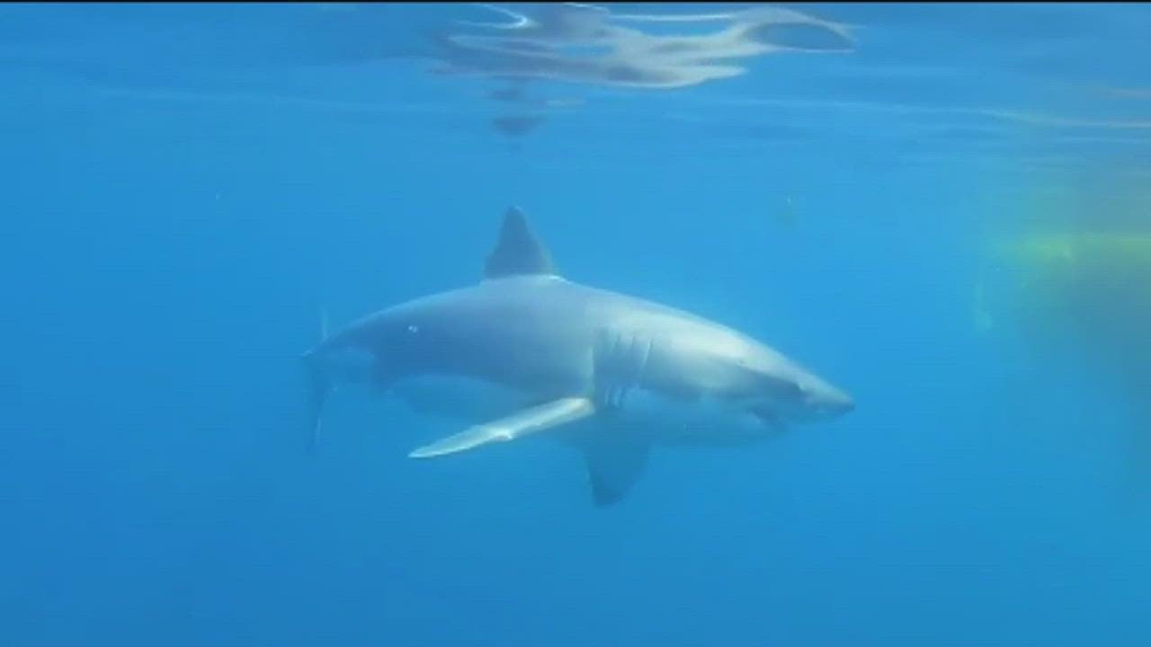 Juvenile white shark sightings on the rise in San Diego County - YouTube