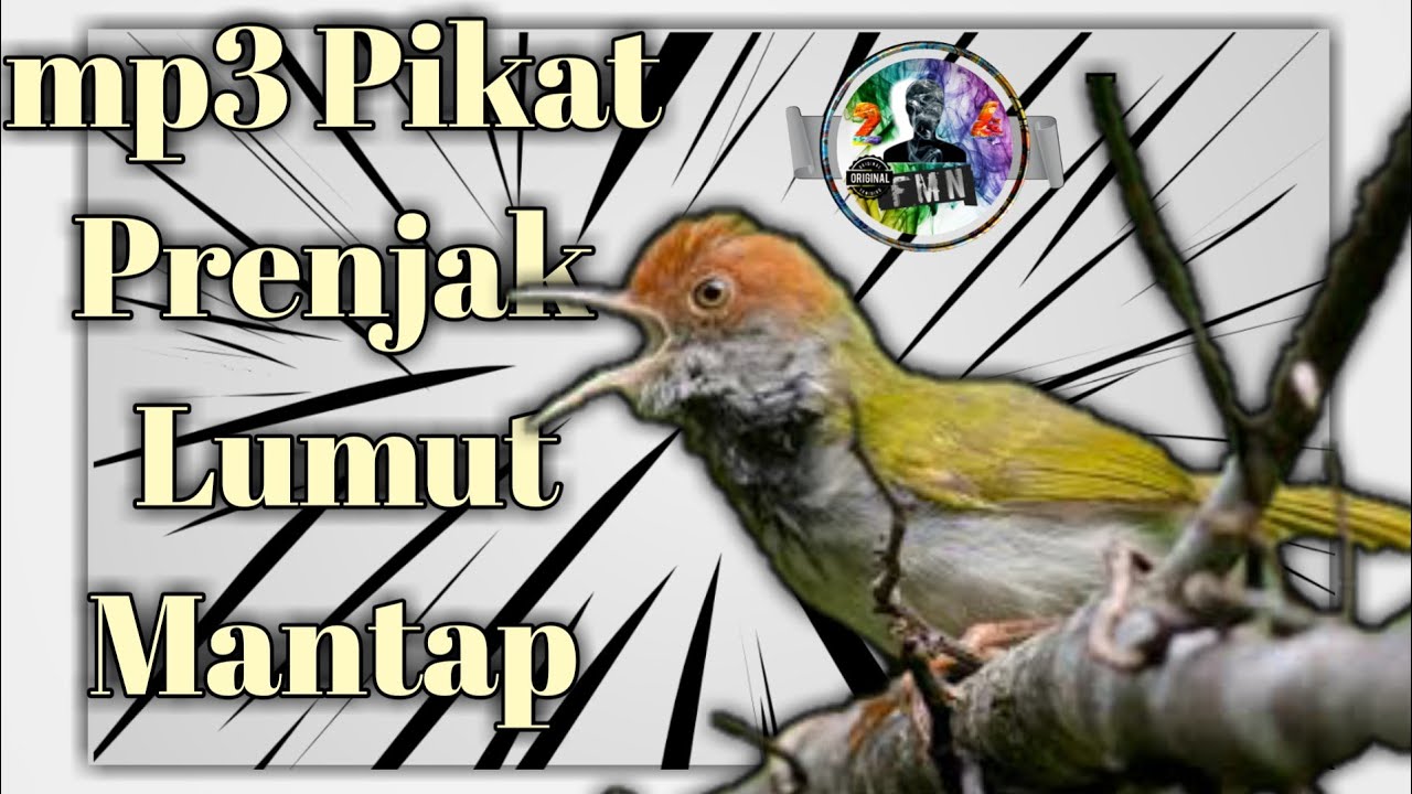 Suara Pikat Prenjak Lumut Paling Ampuh Paling Terbaru 2024 1 Jam Nonstop Youtube