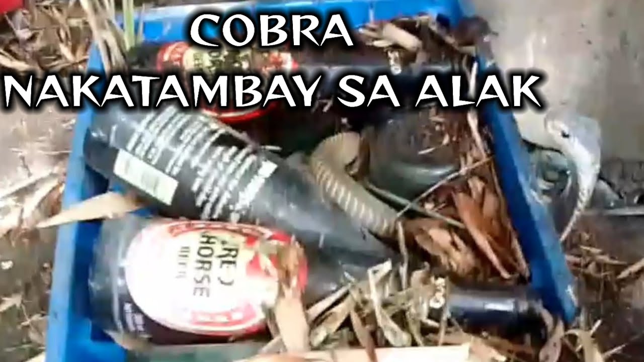 Cobra nakatambay sa mga bote ng alak l Ben Cobra - YouTube