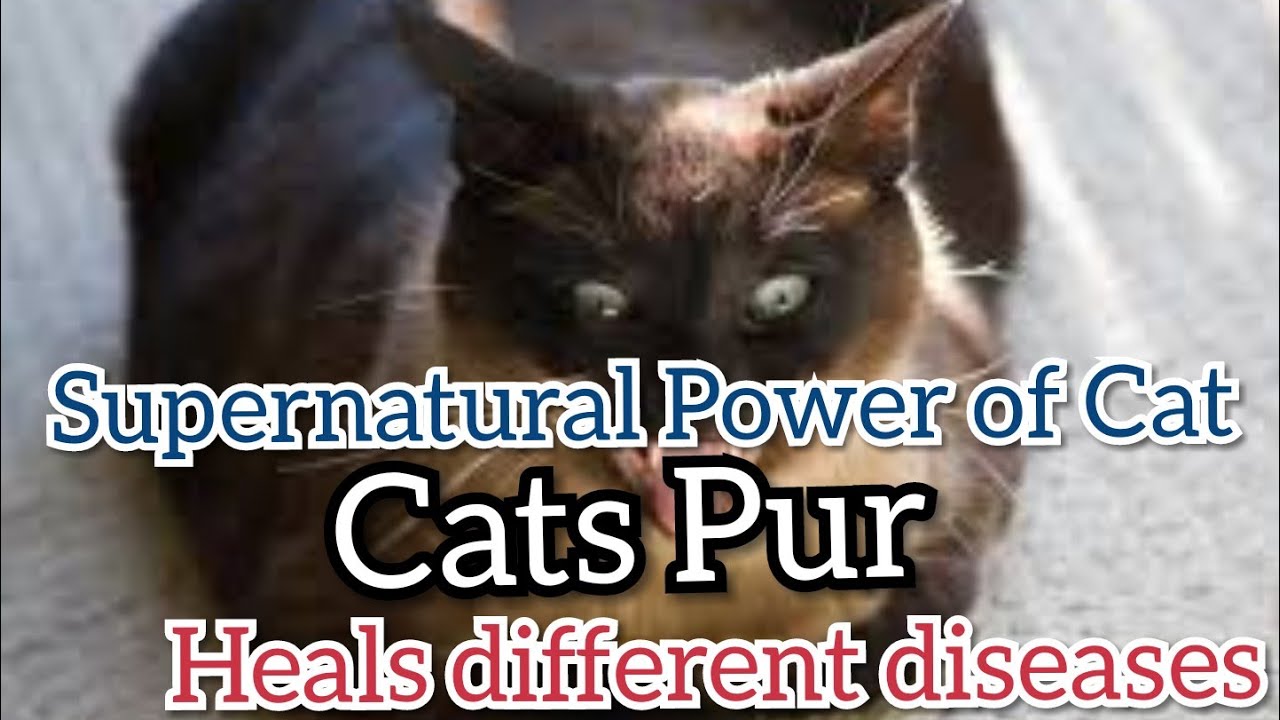 Supernatural Power of Cats/ Learn to use it - YouTube