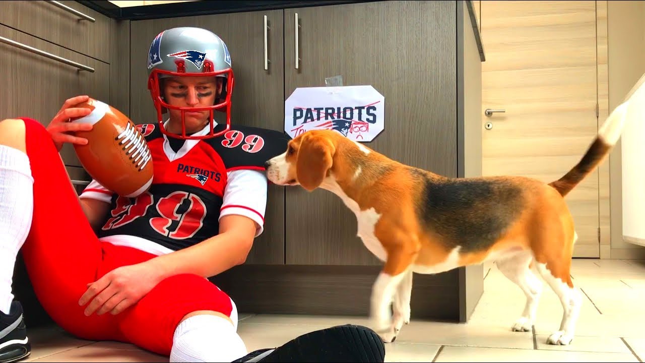 Dogs Vs NFL Tryout : Funny Dogs Louie & Marie - YouTube