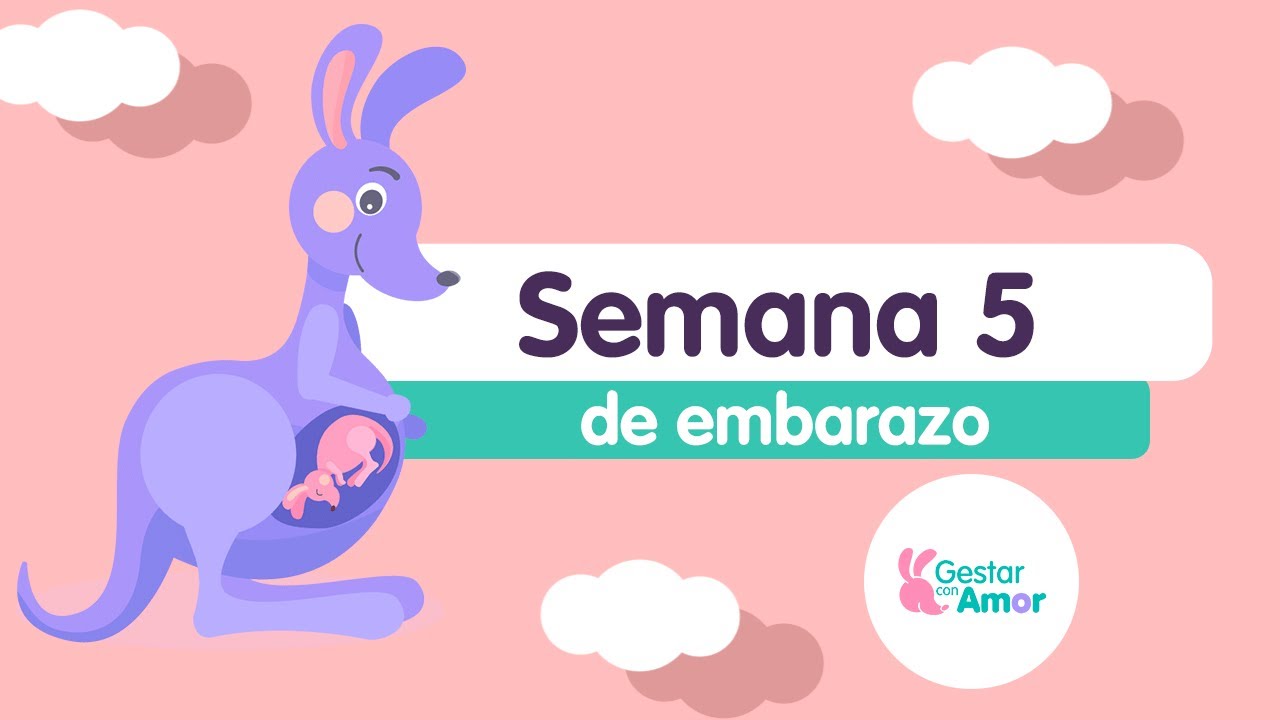 Semana 5 de embarazo: ¡Nace la tercera capa del embrión! - YouTube