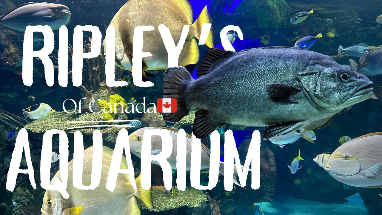 Ripely’s Aquarium of Canada 🇨🇦 #srilankansincanada #aquarium - YouTube