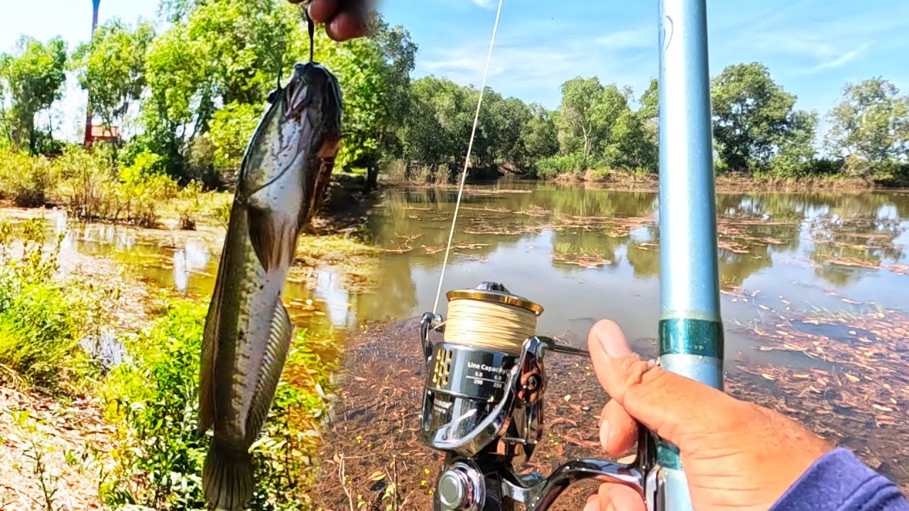 A snakehead fish came out to bite the bait I was casting, taking a long time. - YouTube